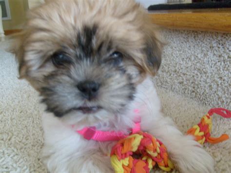 فروش زیبا ترین سگ های عروسکی Iran