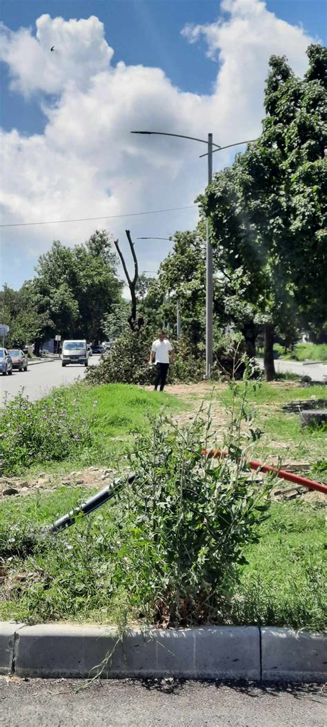 მოსახლეობა თელავში ალაზნის გამზირზე გადაბელვის მიზნით ხეები დააზიანეს ფოტოები Knews Ge