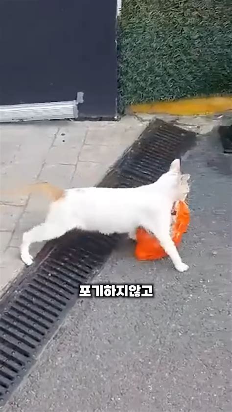 고양이가 슈퍼마켓에서 음식을 훔친 충격적인 이유 다음 루프