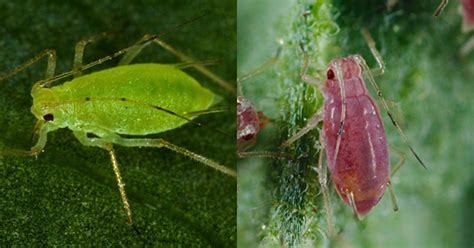 Aphids Usu
