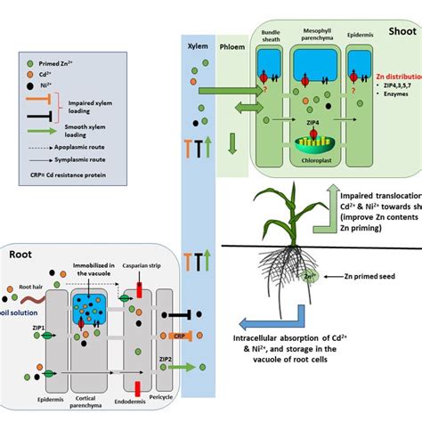 The Effect Of Zn And Water Seed Priming On Shoot And Root Zn And Heavy Download Scientific