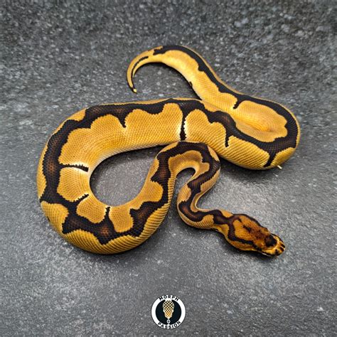 Orange Dream Clown Ball Python By Morph Passion Morphmarket