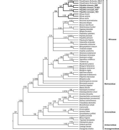 Bayesian 50 Majority Rule Consensus Tree Under Partitioned Models