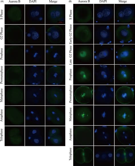 Immunofluorescence Staining Of Aurora B Expression During Various