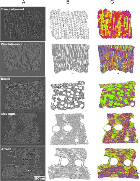 Original A Noise Free B And Segmented C Images Download Scientific Diagram