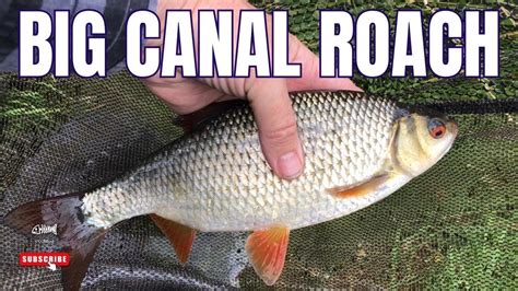 Big Canal Roach Caught On The Waggler Float Youtube