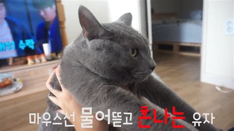 러시안블루 고양이는 선 물어뜯는 냥앛ㅣ Youtube