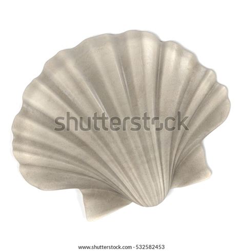 Pecten Albicans Photos Images And Pictures Shutterstock