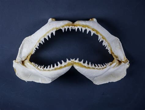 Bull Shark Jaws