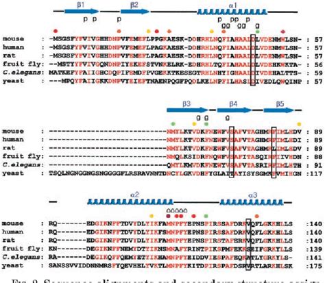 Figure 2 From Crystal Structure Of Sedl And Its Implications For A Genetic Disease Figure 2 From Crystal Structure Of Sedl And Its Implications For A Genetic Disease