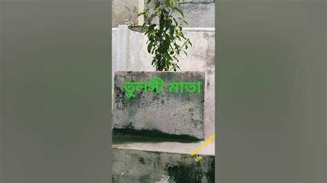 তুলসী মাতা Shorts Mom X Daughter 💕 Life 🙏 Youtube