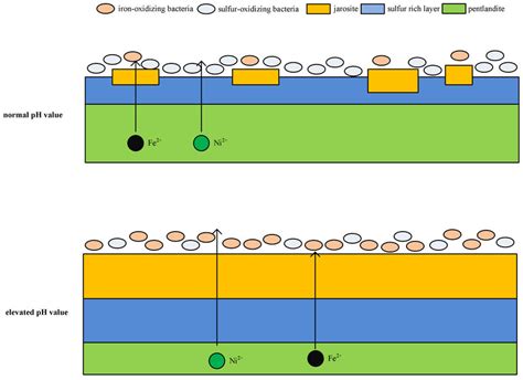 Differences Of Mineral And Leaching Bacteria Behaviors During
