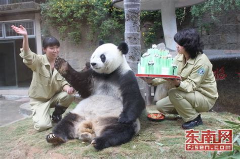 北京亚运熊猫 盼盼 的原型 巴斯 迎来30岁高寿 重点播报 东南网