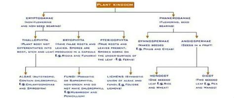 Flow Chart Of Classification Of Bones