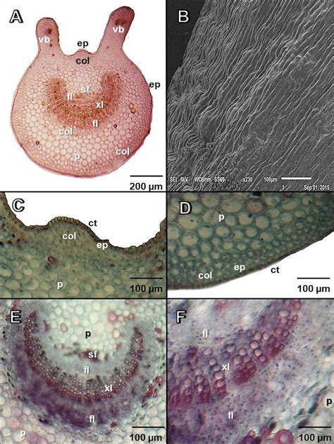 Cestrum Intermedium Solanaceae Petiole Download Scientific Diagram