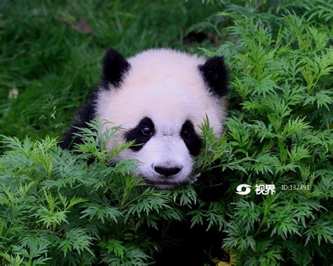大熊猫 图片 轩视界