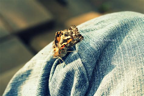 The Flutter Of Wings Do Play Learn