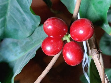 არაბიკა ყავის ნაყოფი 🇬🇪⭐🍀 Coffea Arabicas Seedlings • არაბიკა ყავის ხეების ნერგები
