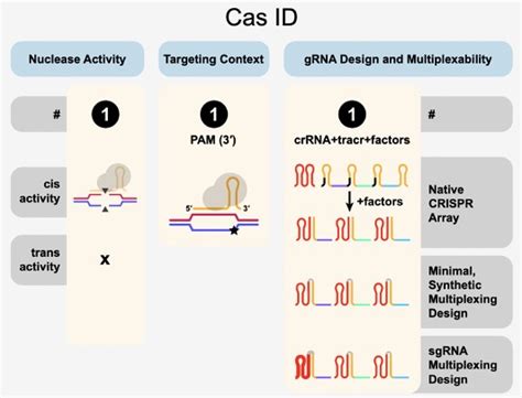Caspedia A Functional Classification Of Cas Enzymes