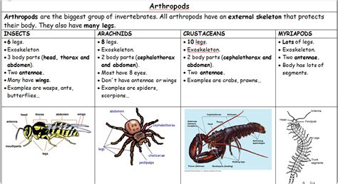 Arthropods Skills Worksheet Answers