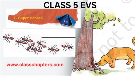 Class 5 Evs Lesson Plan In Word And Pdf Format Class Chapters