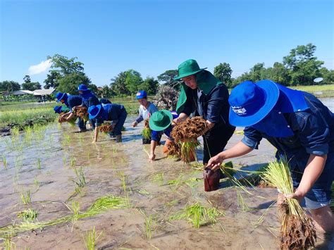 📅 วันที่ 22 ก ค 2566 📅 ปุ๋ยเต็มสูตร ตราหัววัว คันไถ