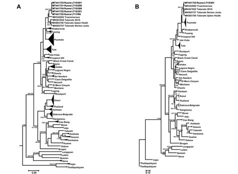 consensus phylogenetic trees of complete coding sequences cds of s