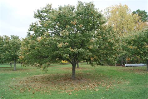 On The History And Future Of Michigans Legendary Chestnut Tree