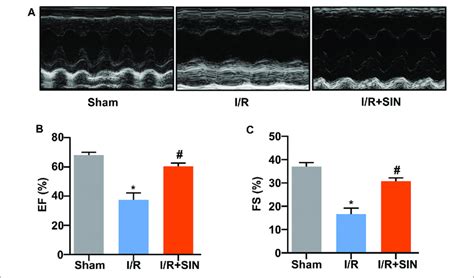 Effect Of Sin On Cardiac Structure And Function In Miri Mice A Download Scientific Diagram