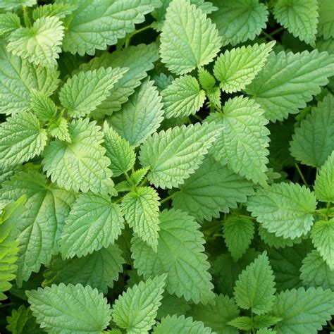 Stinging Nettle Migardener