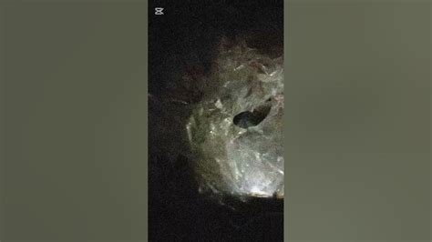 БУКЕТЫ ИЗ БАБОЧЕК СВЕТЯЩИЙСЯ БУКЕТ ЛУЧШИЙ ПОДАРОК Youtube