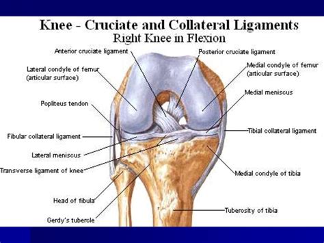 Articular System презентация онлайн