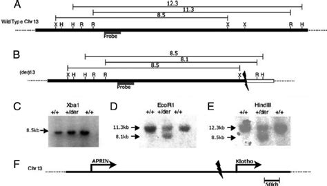 Confirmation And Refinement Of Translocation Breakpoints A A Map Download Scientific