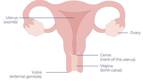 Gynaecological Cancer Talk Peach