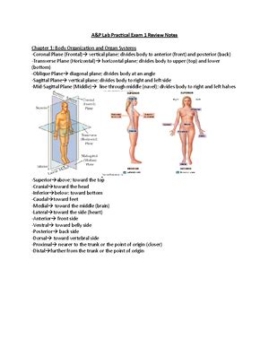 Lab Exercise Review Sheet NAME LAB TIME DATE
