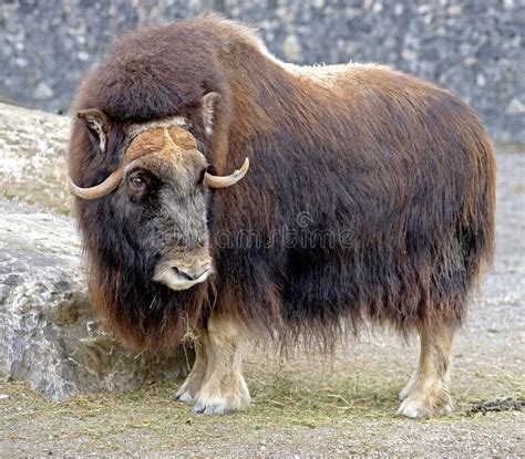 Musk Ox 1 Portrait Of Musk Ox In Its Enclosure Spon Ox Musk
