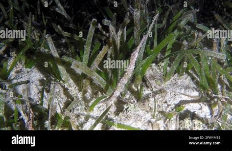 Pipefish And Grass Stock Videos And Footage Hd And 4k Video Clips Alamy
