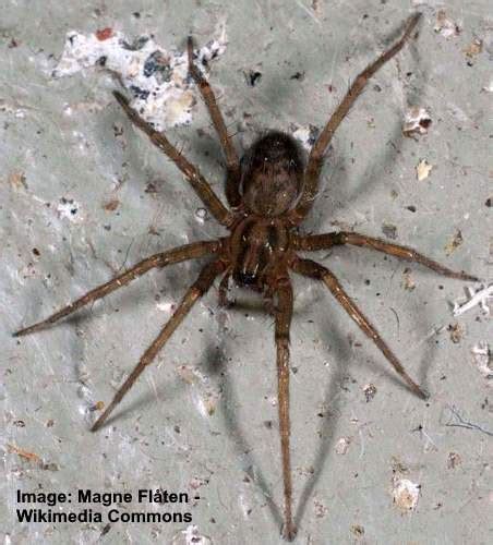 Types Of Brown Spiders With Pictures Identification Guide