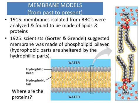Phospholipid Bilayer Model Project