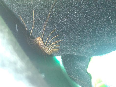 Got A New Kirby Plushie R Kirby