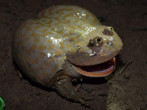 Here We See A Wild Budgetts Frog Lepidobatrachus Toadschooled