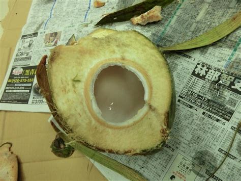 ココヤシの繊維は乾燥させて燃料などに使われます。身の中にはヤシジュースと胚乳（コプラ）が見えました。