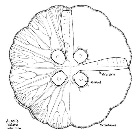 Scyphozoa Aurelia Gonads