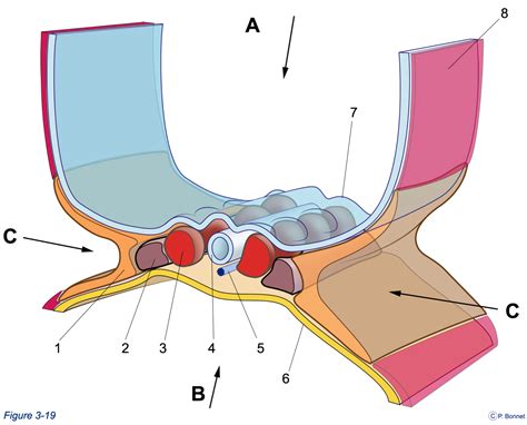 Section 4 Gastrulation Anatomie Humaine