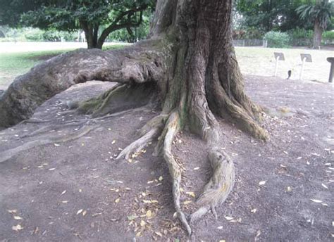 The Compacted Root Zone Of C Fragrans Download Scientific Diagram