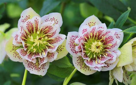 Speckled Flowers