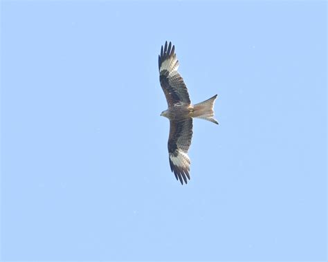 Red Kite Birdforum