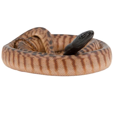 Black Headed Python Reptichip Llc