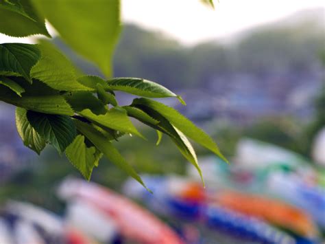 Season of fresh green 新緑の季節 神奈川県厚木市森の里若宮公園 若葉とツツジとこいのぼり201 Flickr
