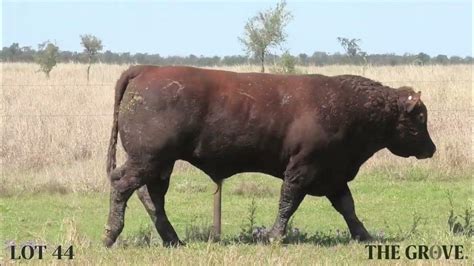 Lot 044 Youtube